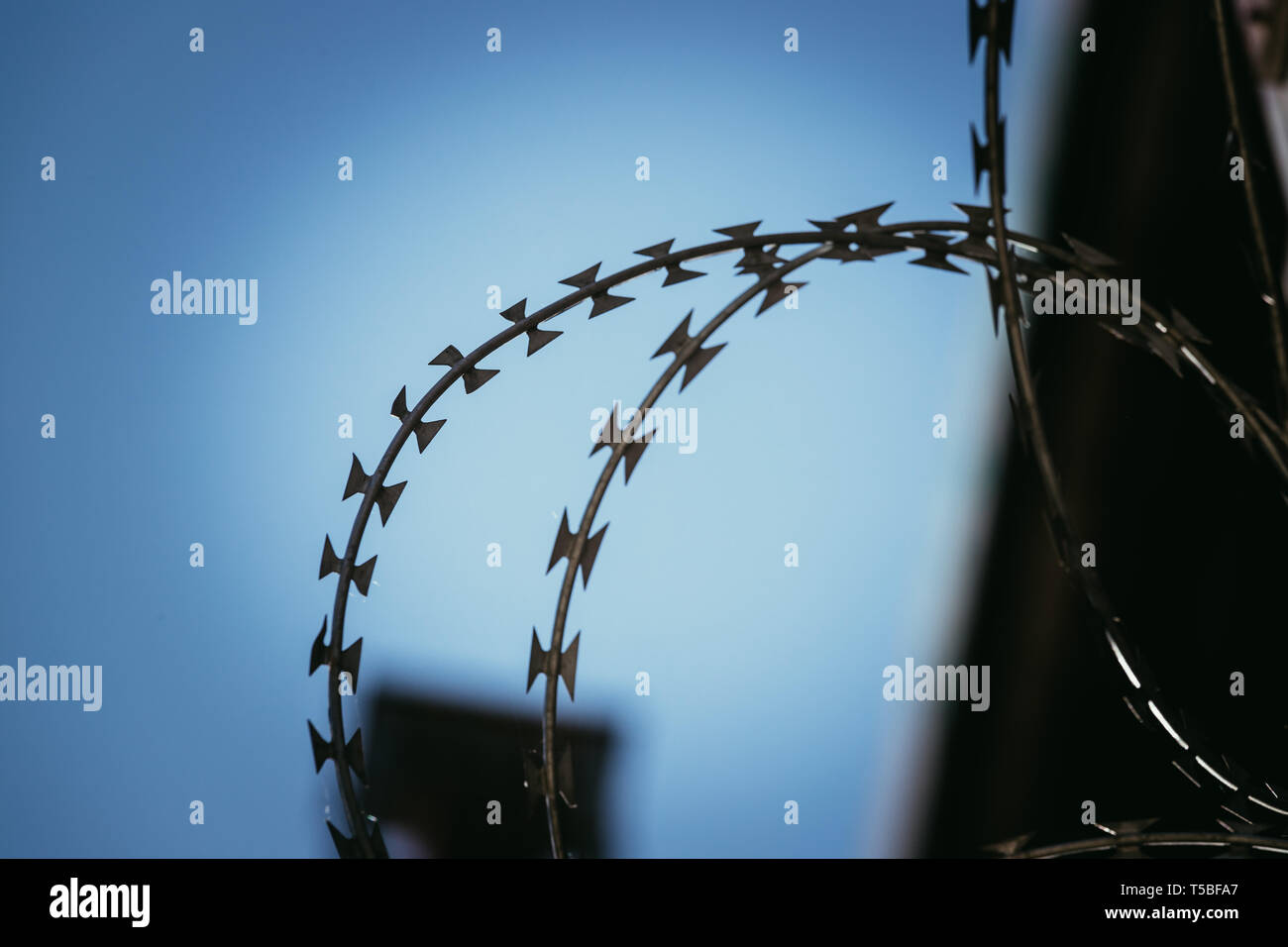 Close up perspective of barbed wire in the prison or on a military base ...