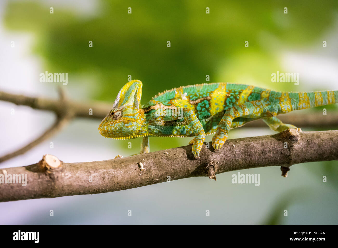 Closeup of a chameleon climbing on a tree branch, zoo Stock Photo - Alamy