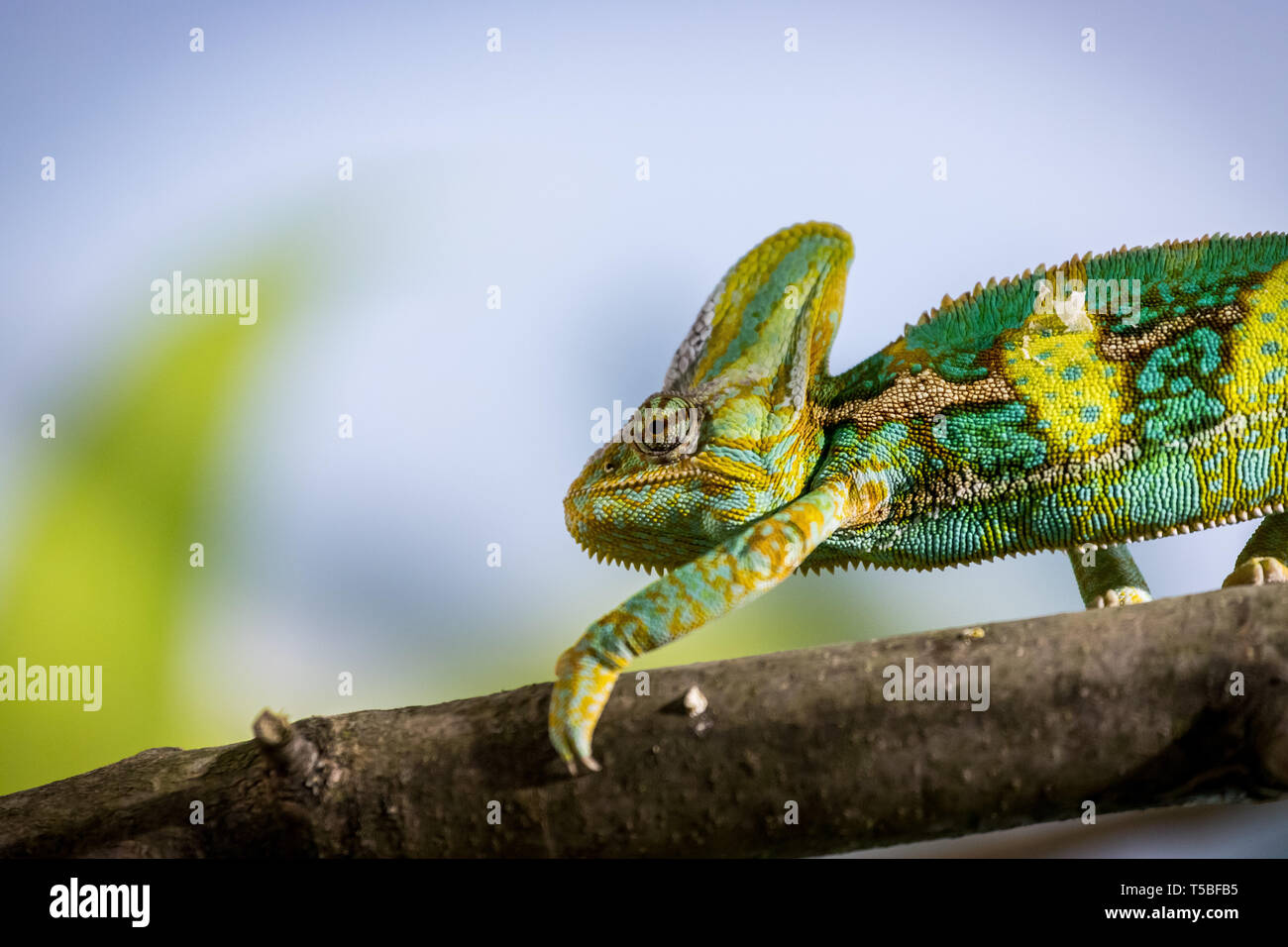 Closeup of a chameleon climbing on a tree branch, zoo Stock Photo - Alamy