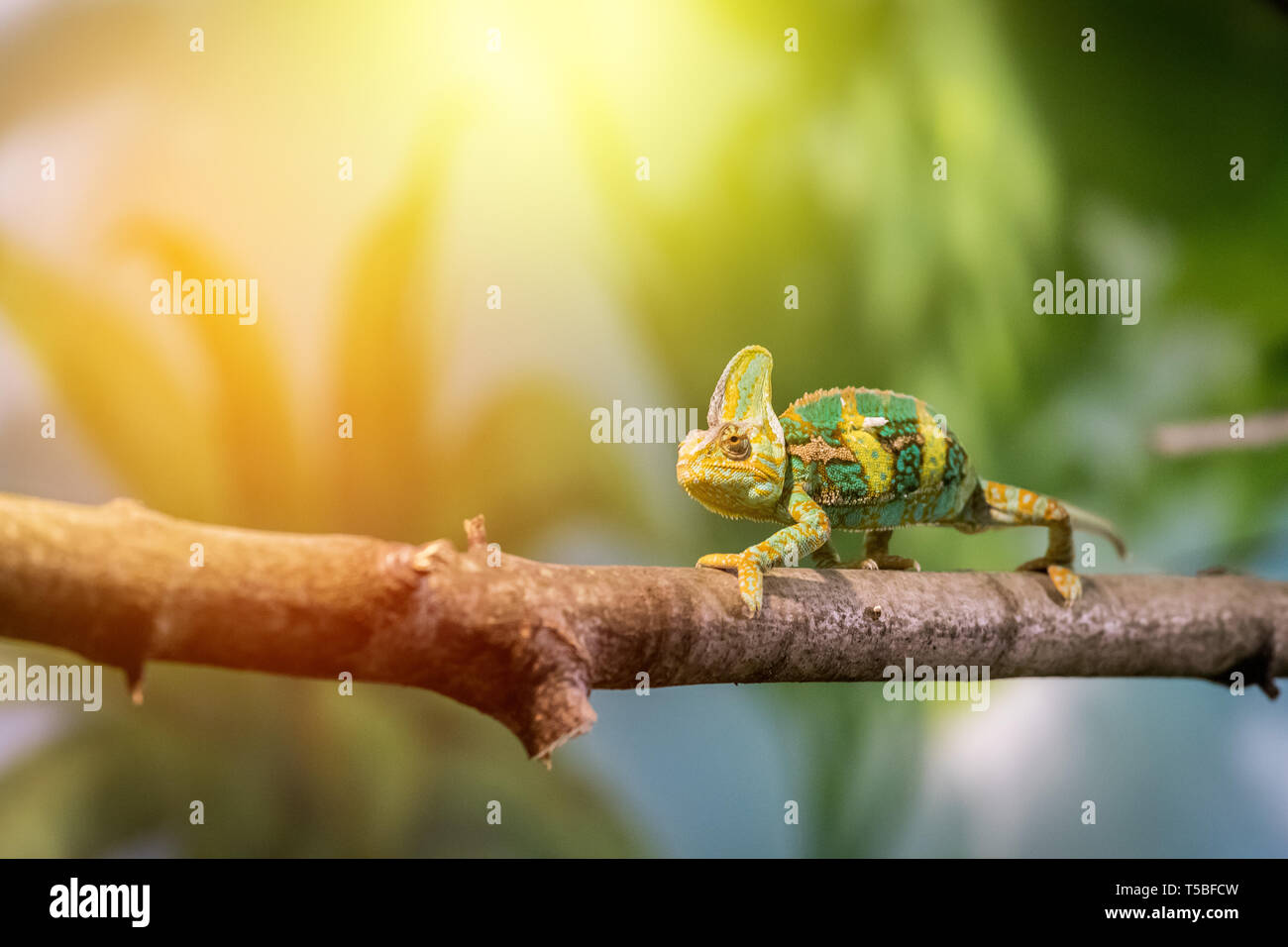Closeup of a chameleon climbing on a tree branch, zoo. Sunshine Stock ...