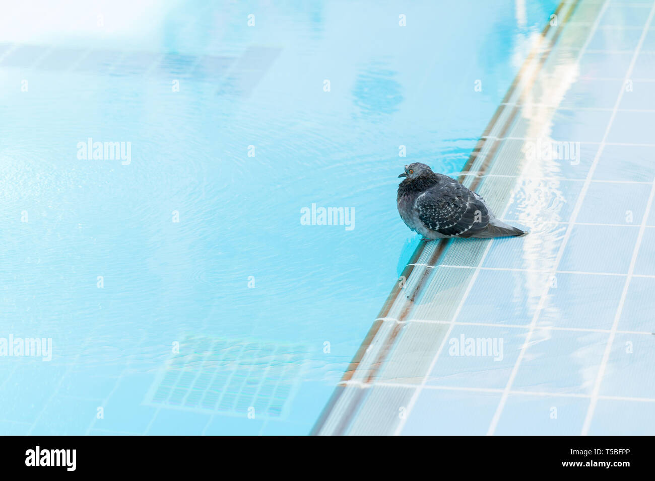 Pigeon swimming pool bird hi-res stock photography and images - Alamy