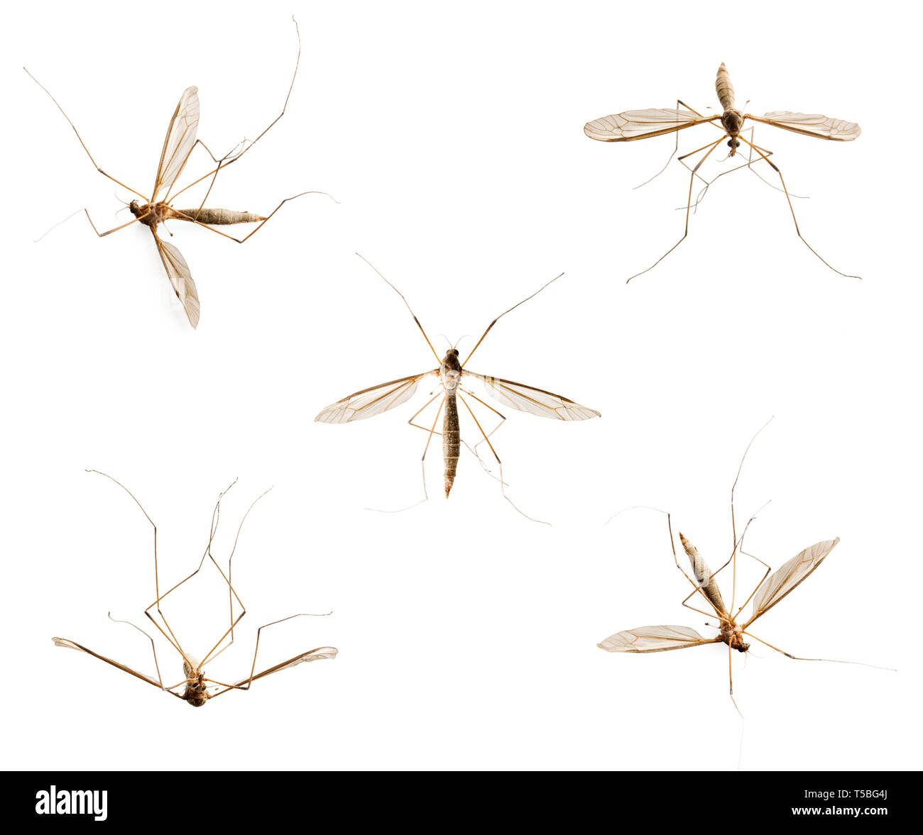 Collection of mosquitos isolated on white background Stock Photo - Alamy