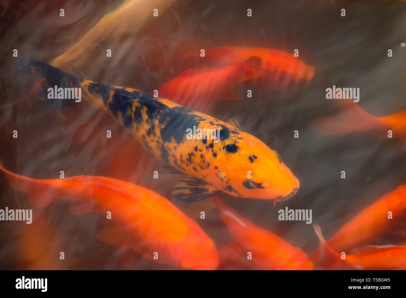 Koi carp chinese hi-res stock photography and images - Alamy