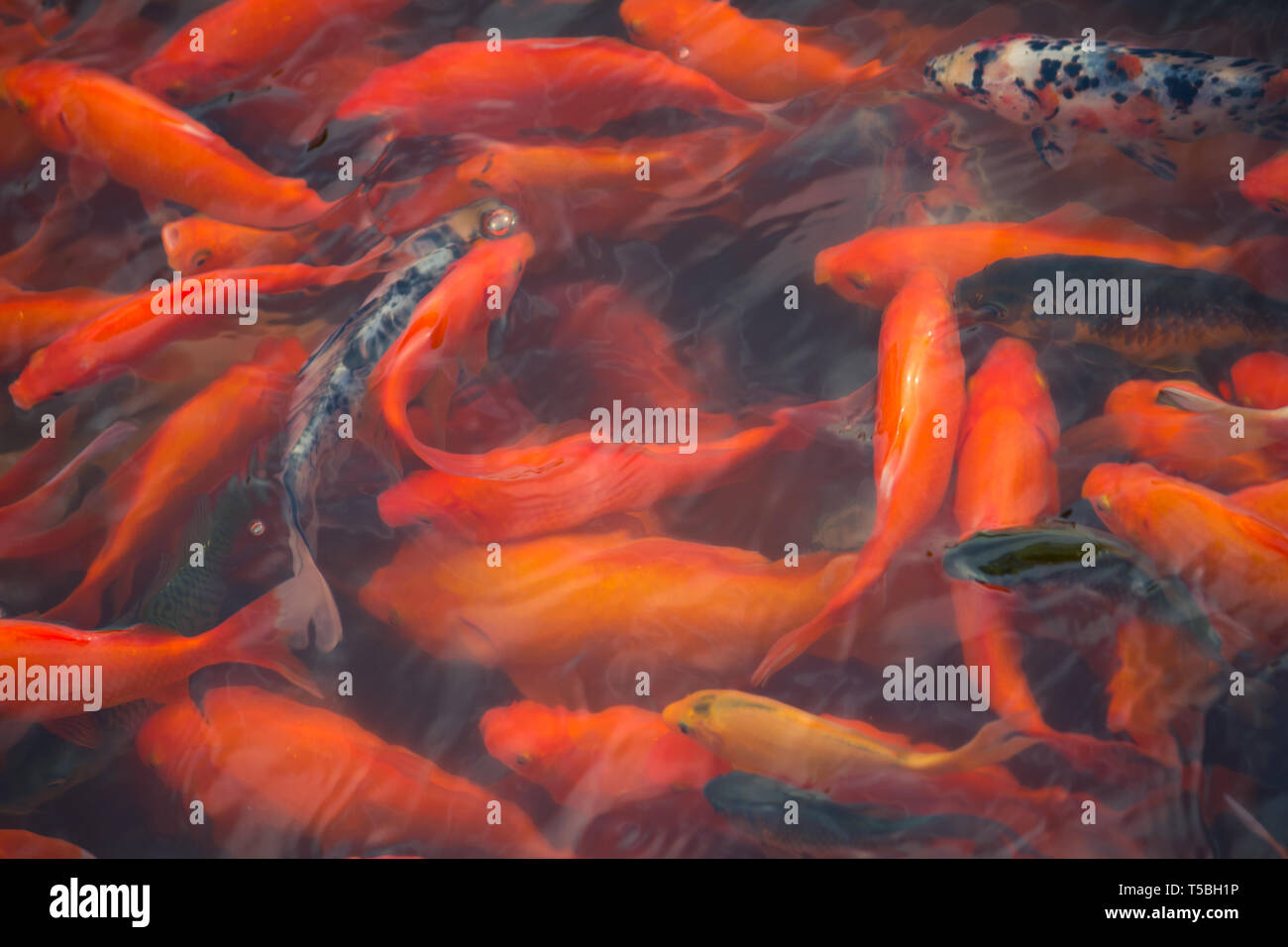 chinese fish in a pond in China Stock Photo - Alamy