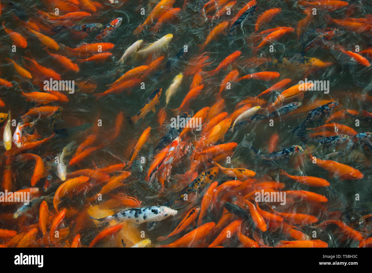 Fish in a pond hi-res stock photography and images - Alamy