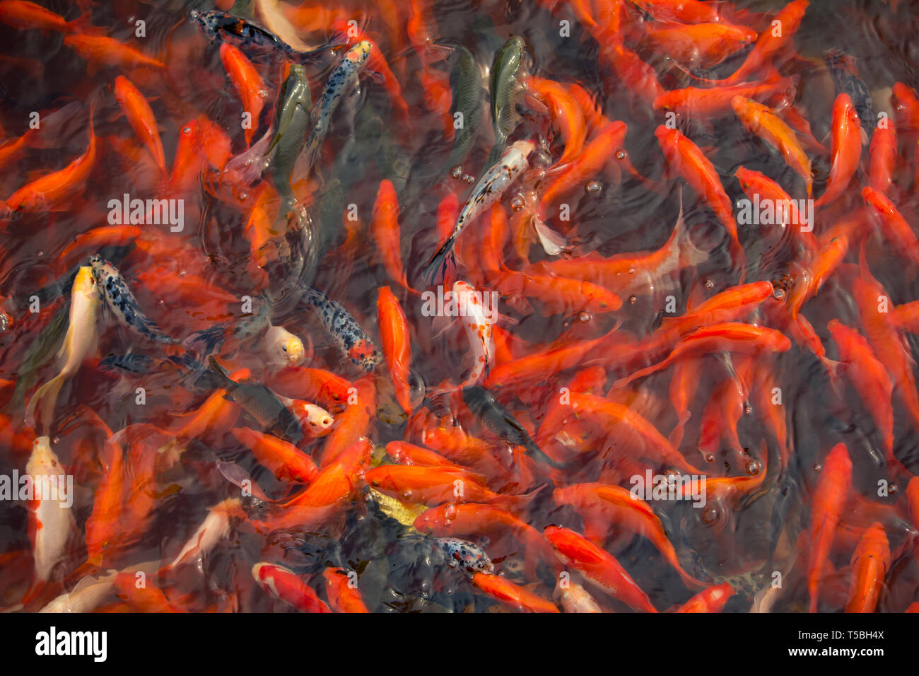 Goldfish pond china hi-res stock photography and images - Alamy