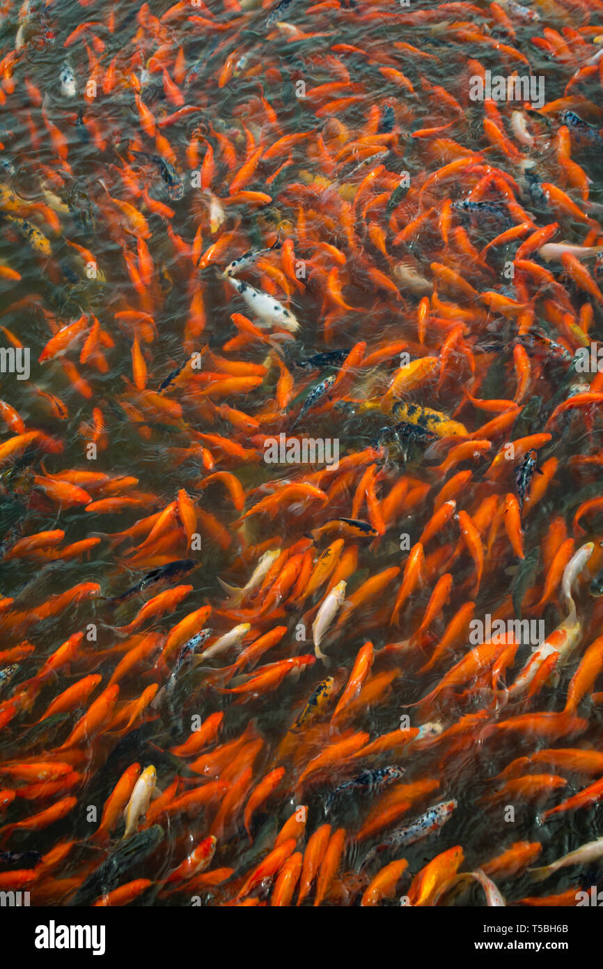 chinese fish in a pond in China Stock Photo - Alamy