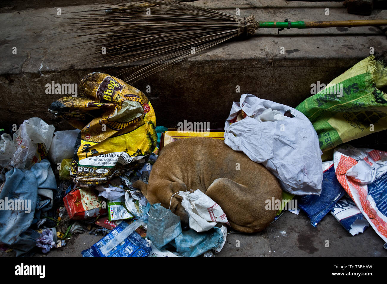 Stray dog sleeping on a waste dump ( India Stock Photo - Alamy