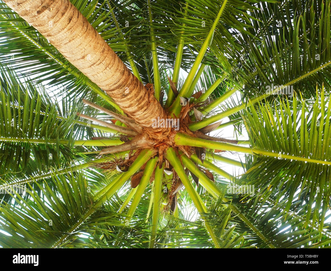 Palm tree background. Tropical scenery Stock Photo - Alamy