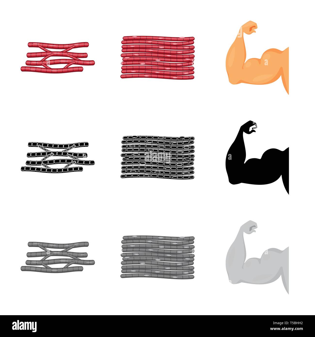 Vector illustration of fiber and muscular sign. Collection of fiber and ...