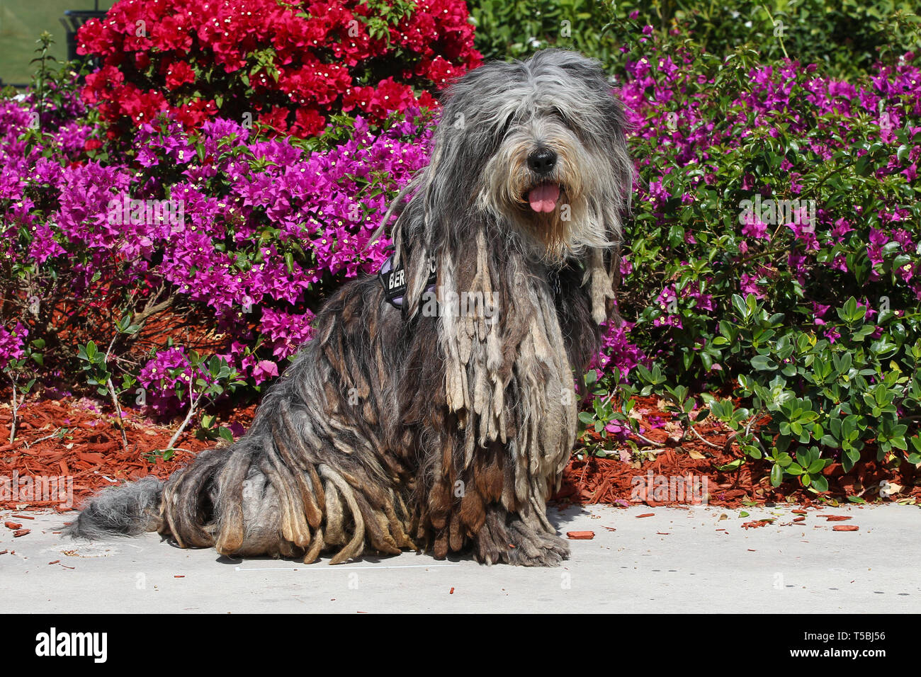Bergamasco sheepdog hi-res stock photography and images - Alamy