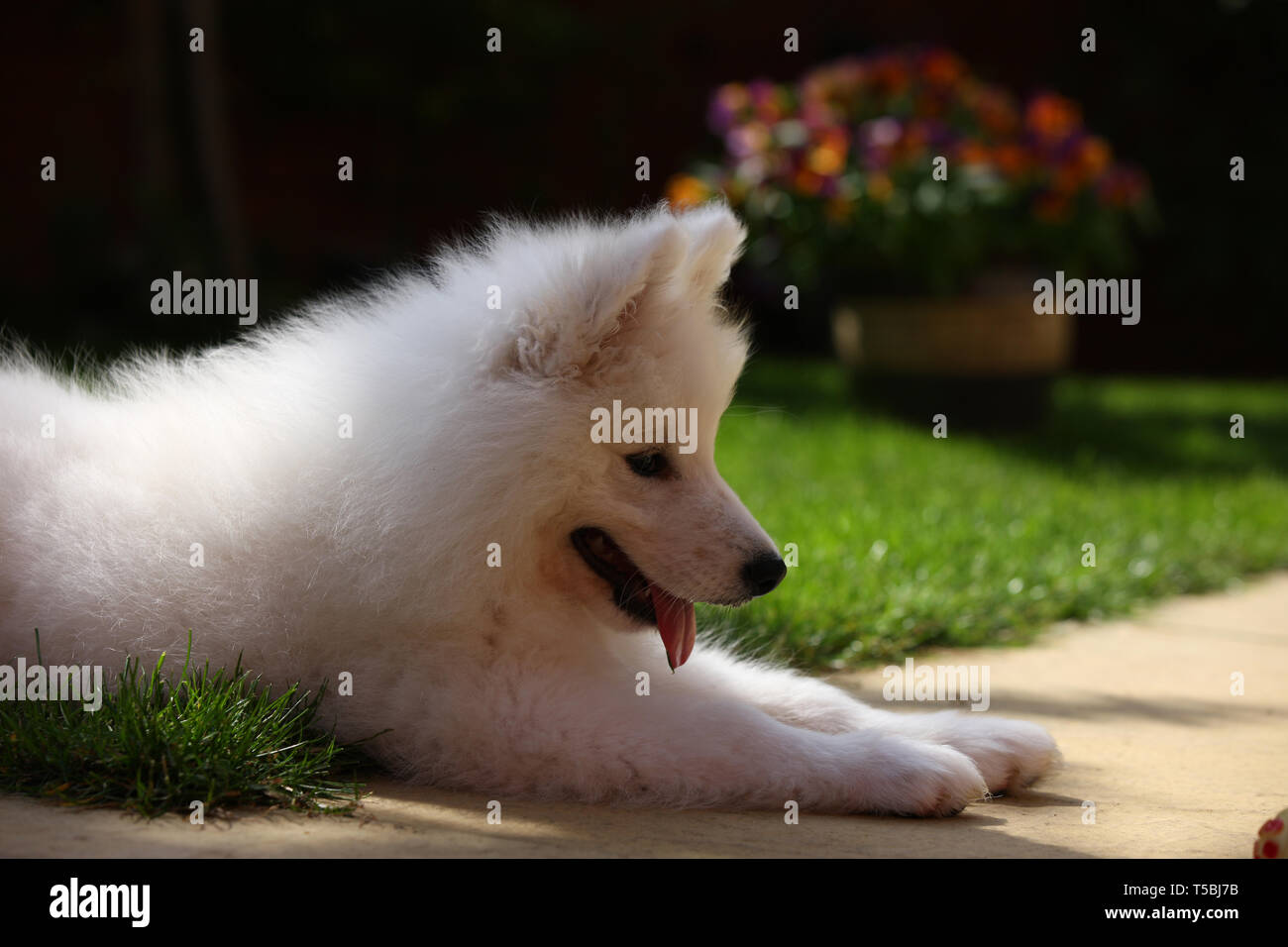 Samoyedskaya sabaka hi-res stock photography and images - Alamy