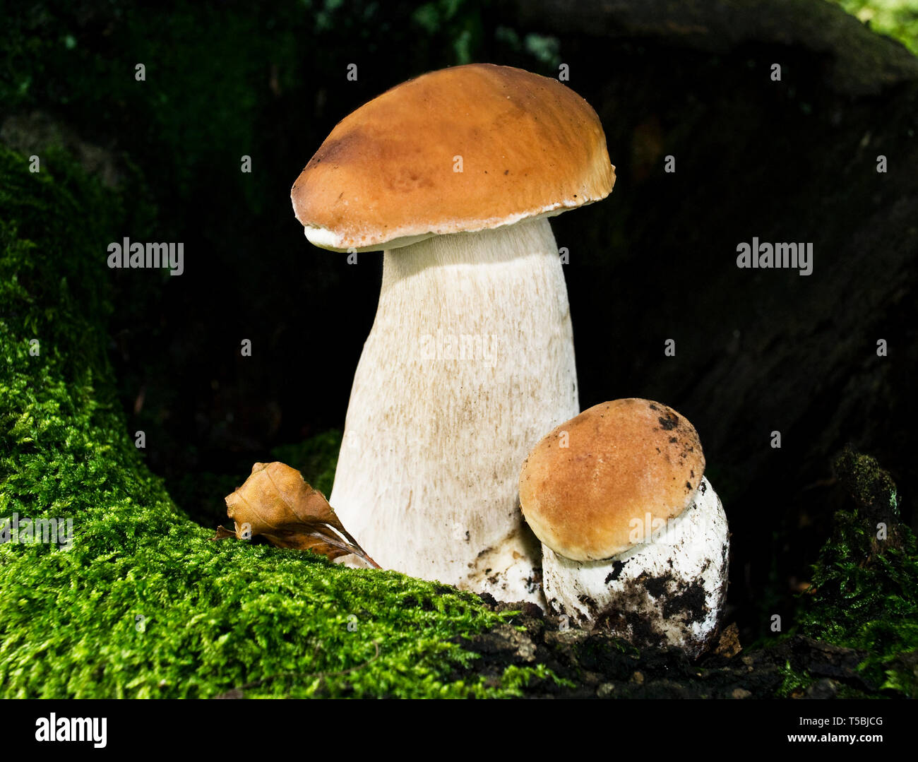 Boletus edulis mushroom on forest background Stock Photo - Alamy