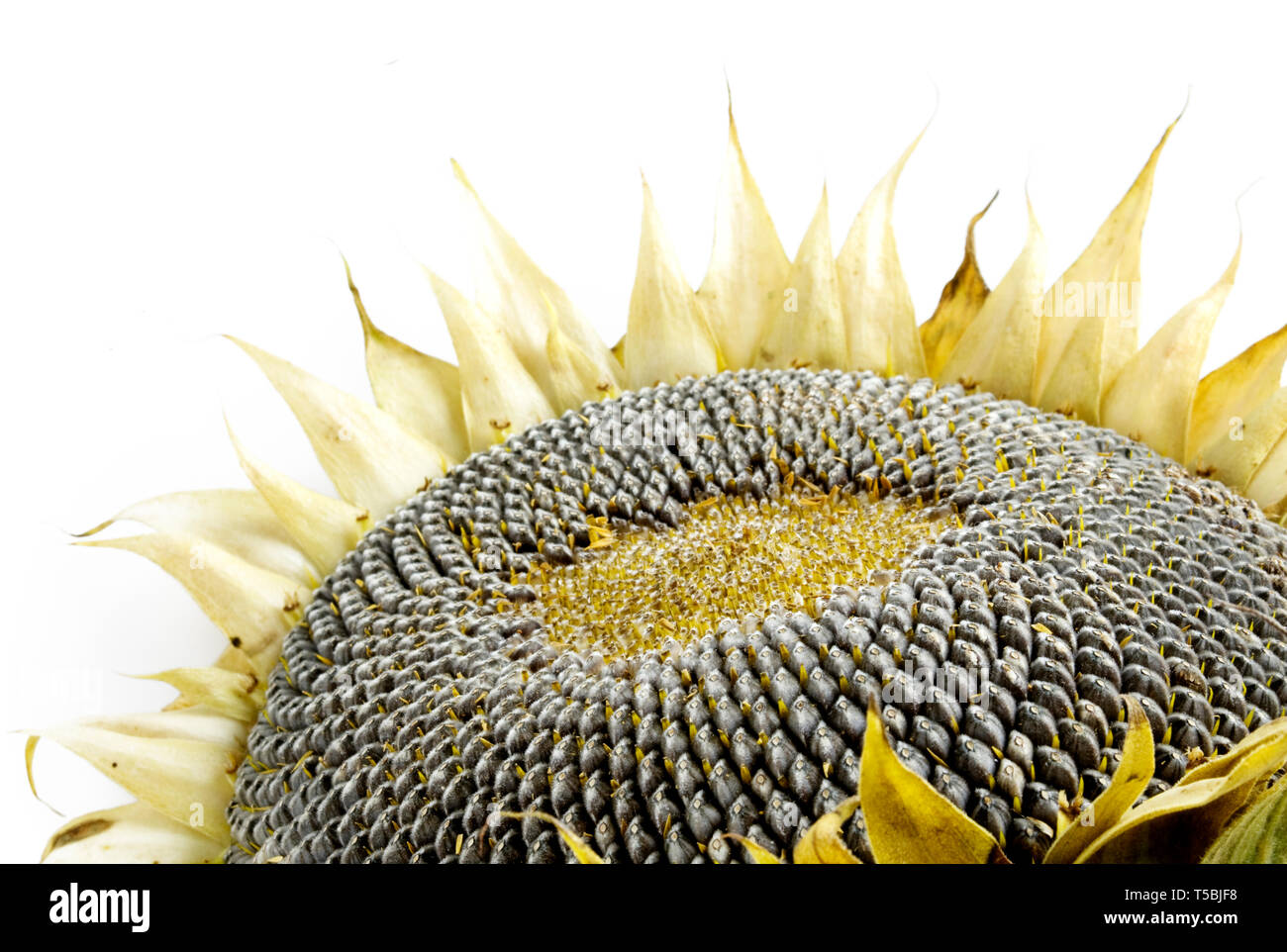 Autumn sunflower with ripe seeds isolated on white background with ...