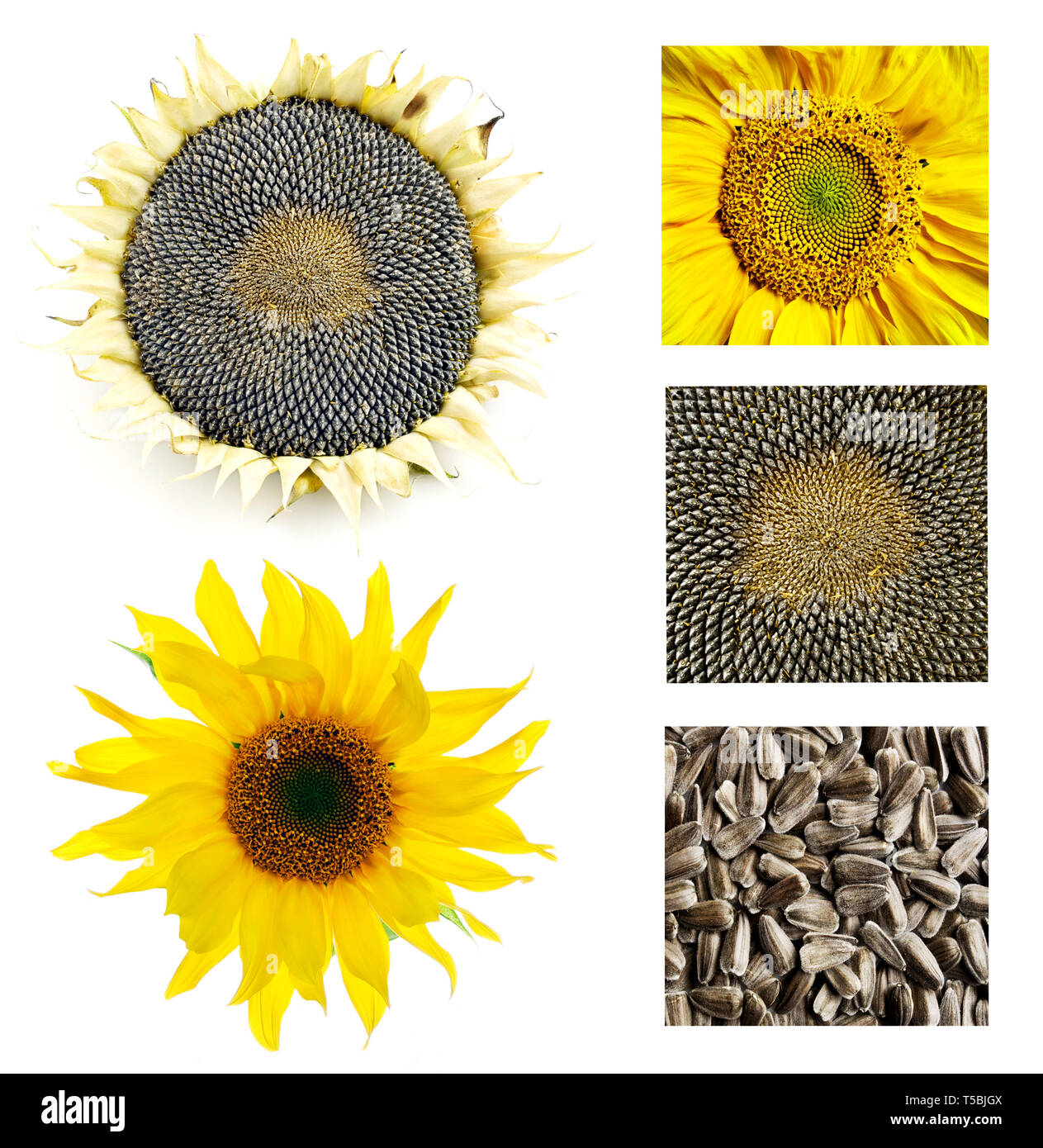 Collection of sunflower isolated on white background Stock Photo - Alamy