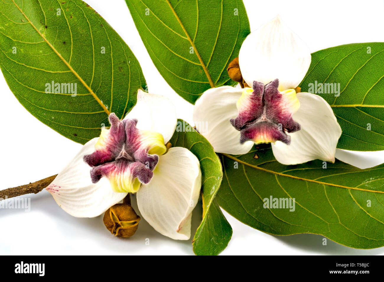 Mahaprom rachini flowers ( Mitrephora sirikitiae) with leaf and bud on ...