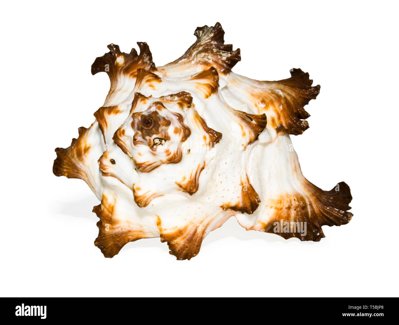 Shell isolated on white + clipping path Stock Photo - Alamy