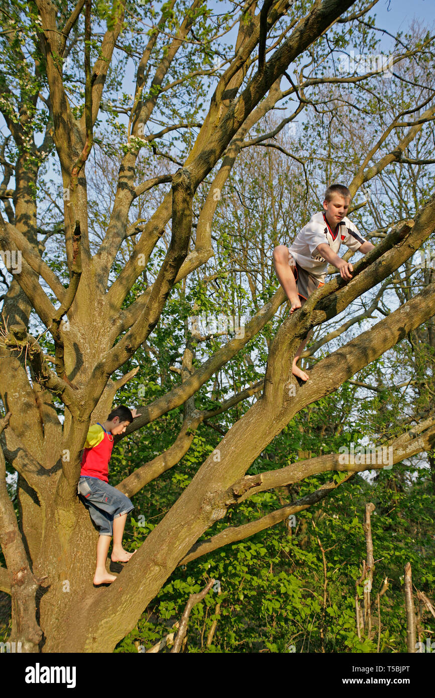 Page 2 - Boy Climbing Tree Barefoot High Resolution Stock Photography ...