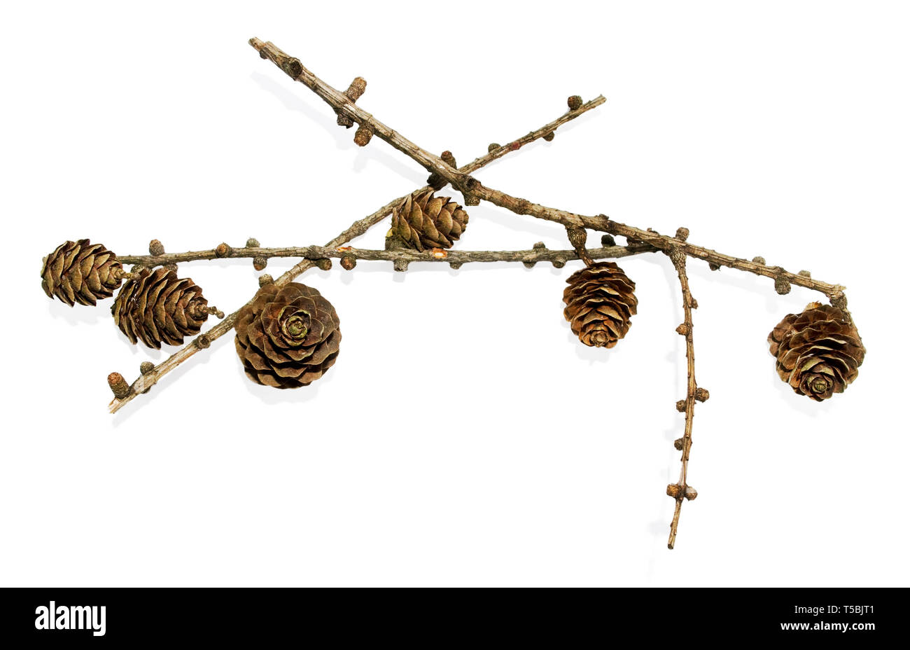 Decoration of the cones + clipping path Stock Photo - Alamy