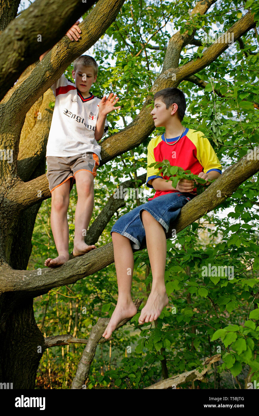 two boys in a tree Stock Photo - Alamy