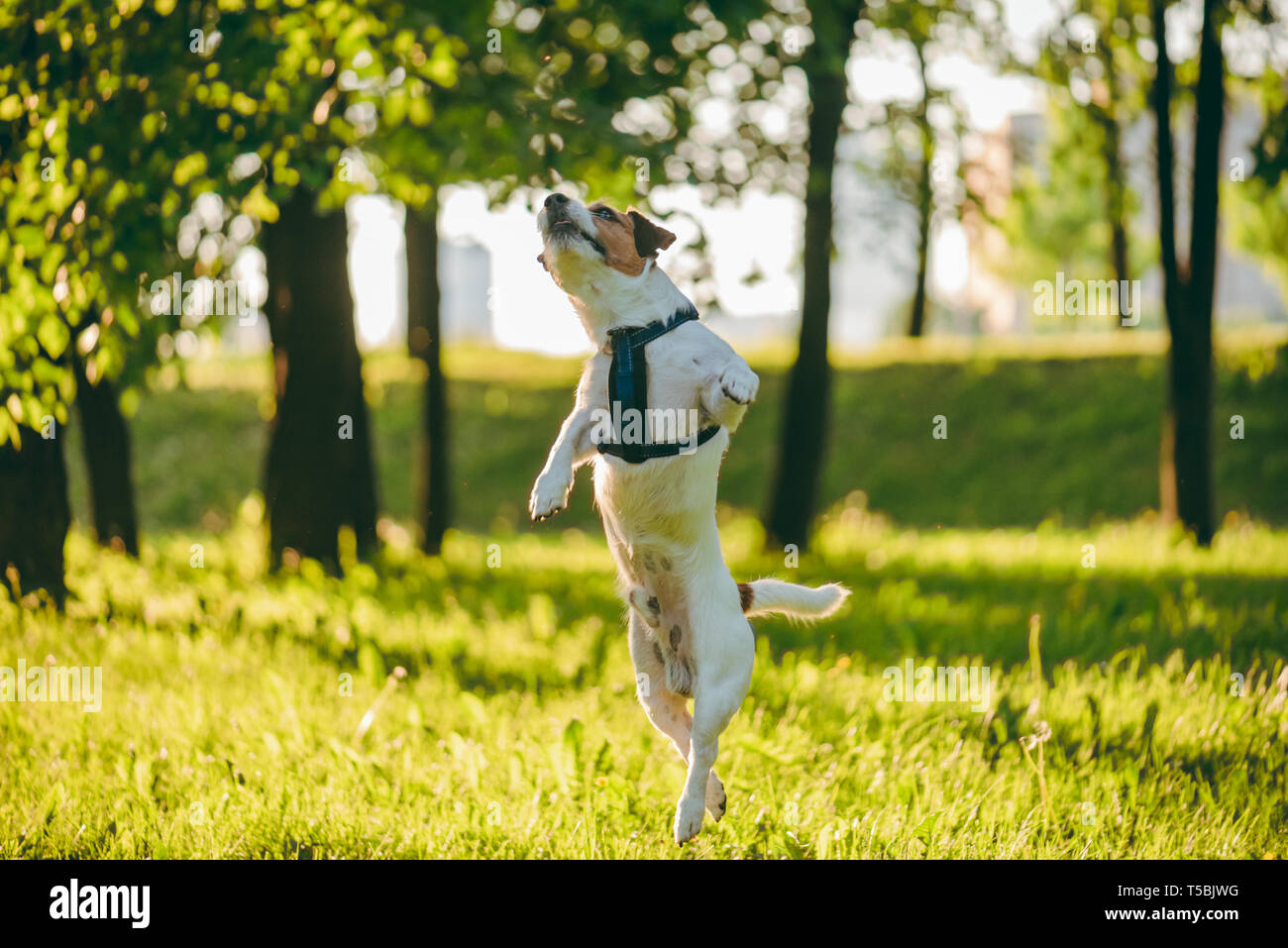 Spring jump hi-res stock photography and images - Alamy