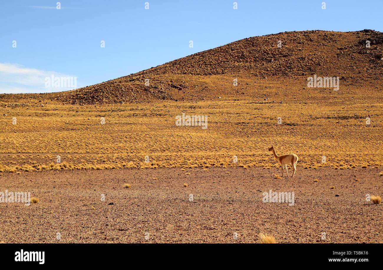One wild Vicuna at the foothills of the Chilean Andes, Atacama desert ...