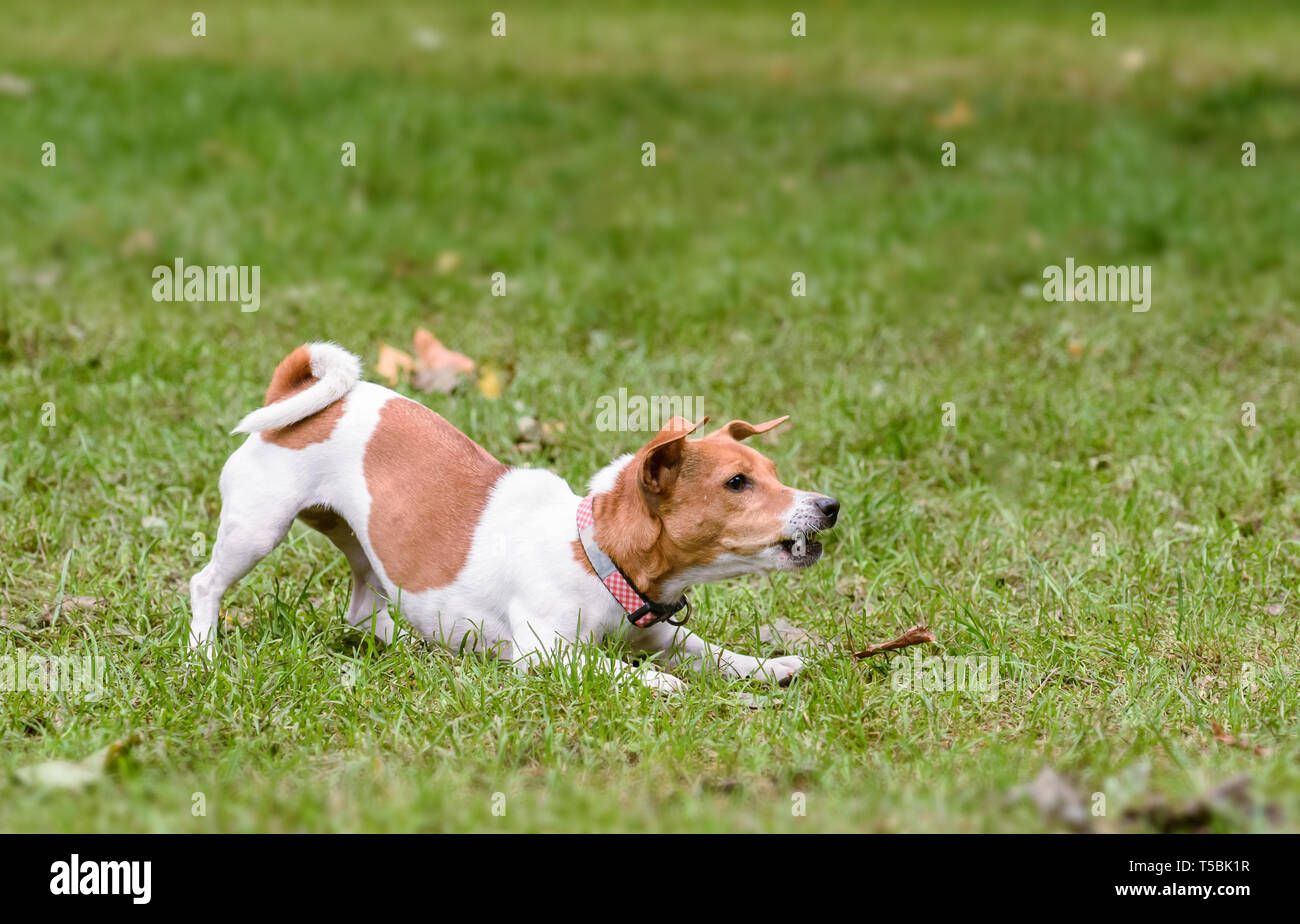 Jack russell terrier snarling hi-res stock photography and images - Alamy