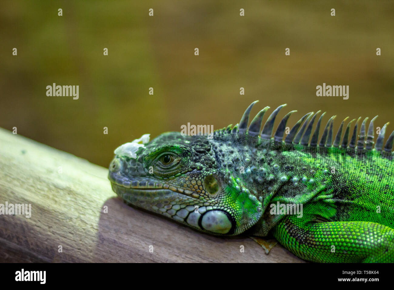 A bright large green iguana lizard with a sharp crest rests lying on a ...