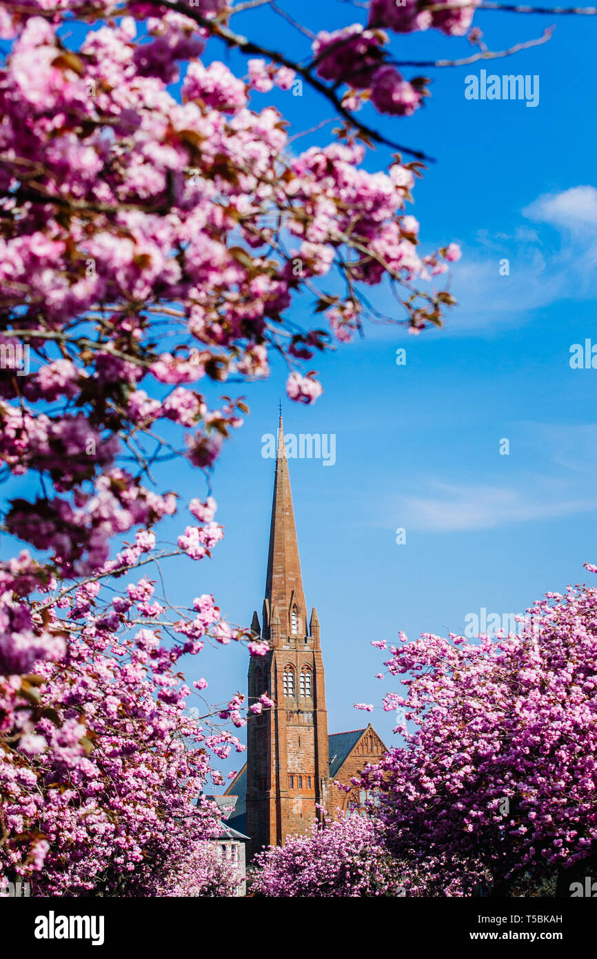 Pink spring flowering trees hi-res stock photography and images - Alamy