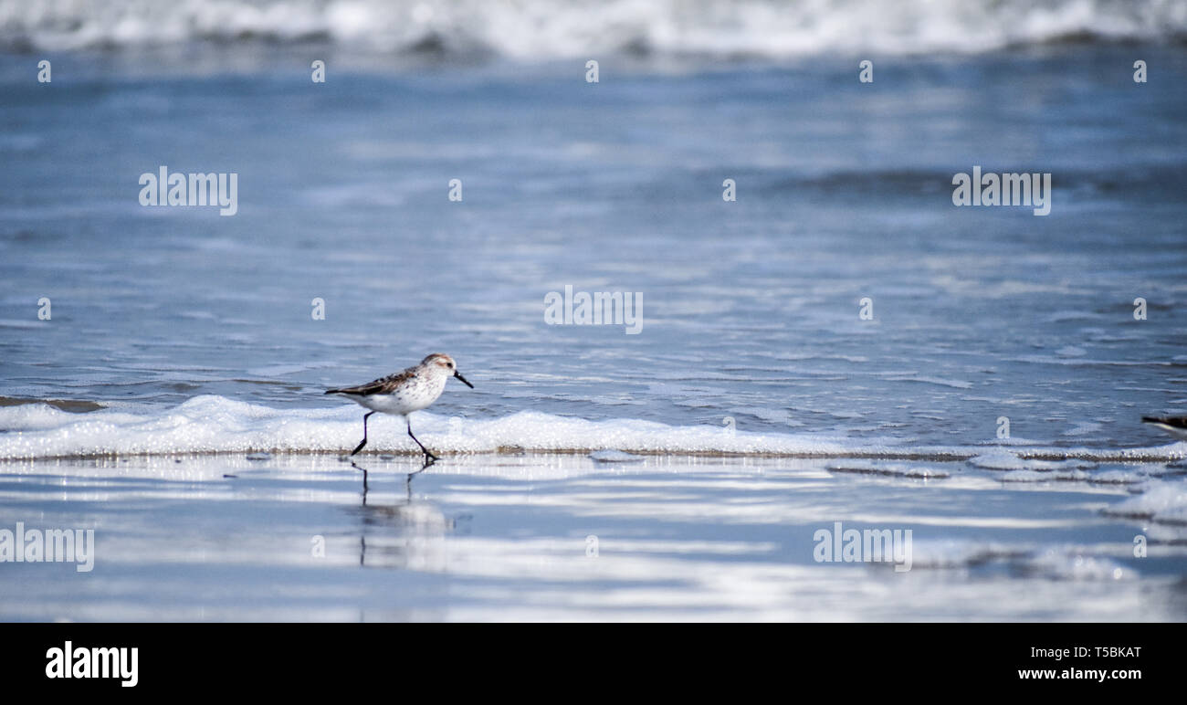 Ocean bird hi-res stock photography and images - Alamy