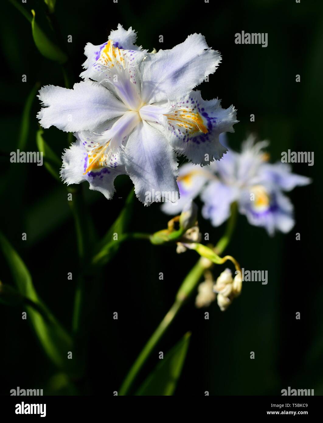 Pale blue, fringed flowers of Iris japonica Stock Photo - Alamy