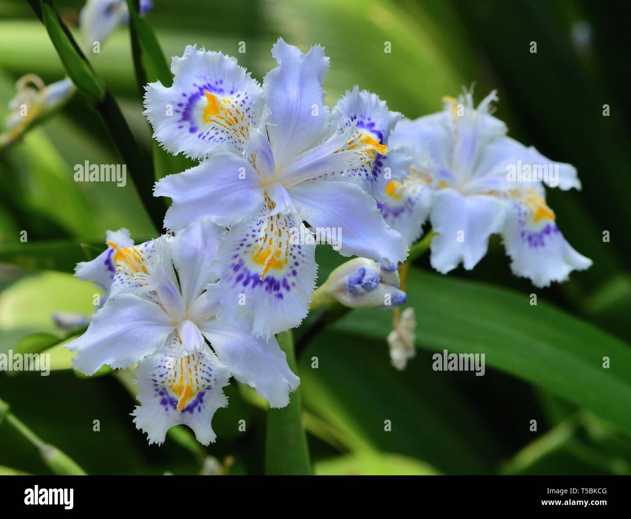 Pale blue, fringed flowers of Iris japonica Stock Photo - Alamy