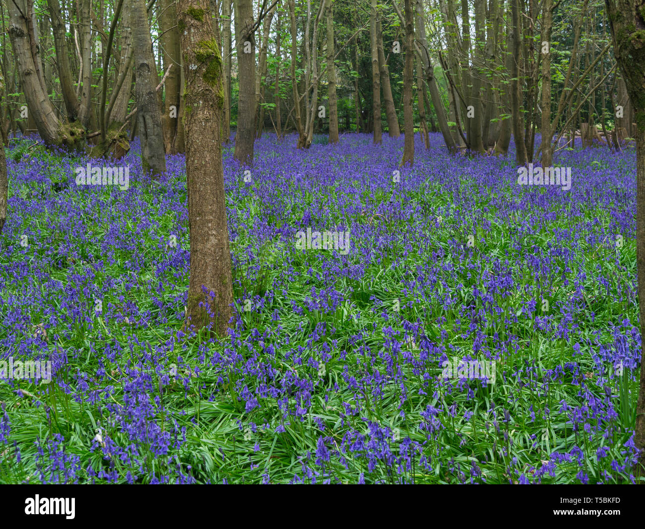 Wonderful display of bluebells under open wood canopy West Stoke Woods ...