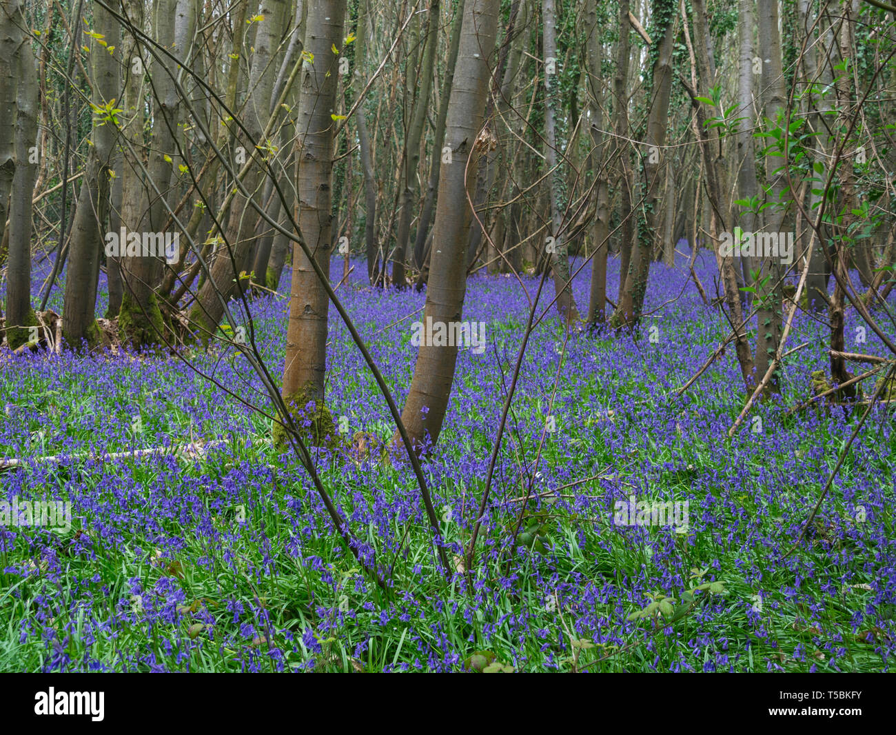 Wonderful display of bluebells under open wood canopy West Stoke Woods ...