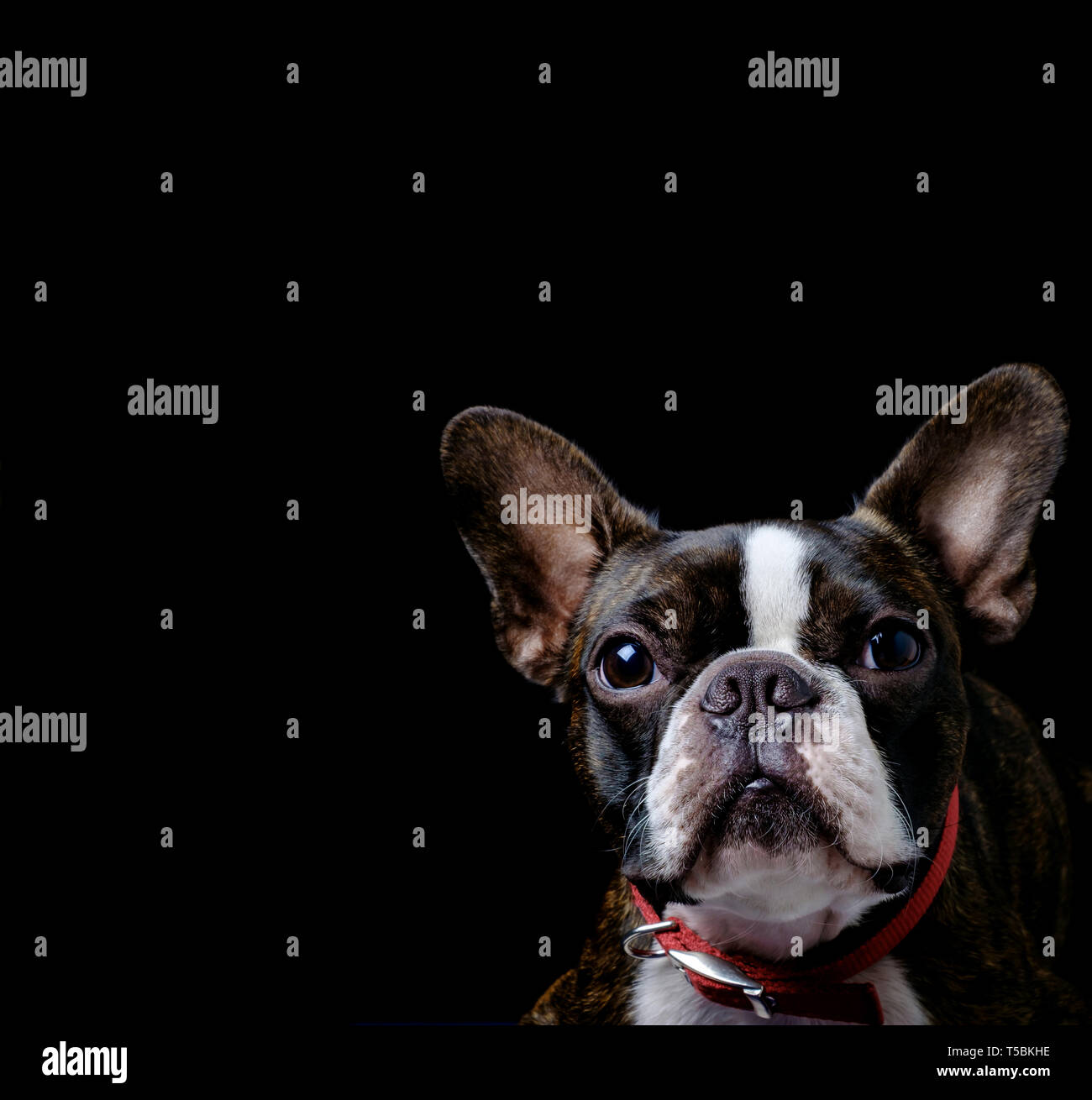 Closeup portrait of beautiful boston terrier pure breed funny face ...