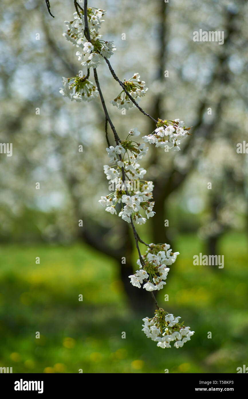 Cherry orchard flourishing in the spring sunny day Stock Photo - Alamy
