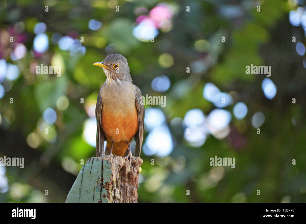 Brazilian bird hi-res stock photography and images - Alamy