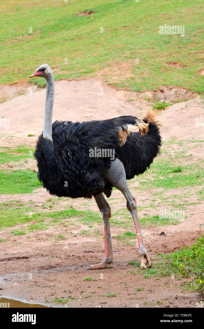 Not bird hi-res stock photography and images - Alamy