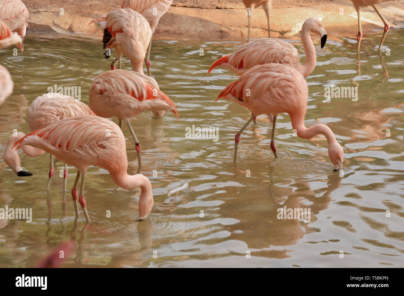 Flamingos on the lake hi-res stock photography and images - Alamy