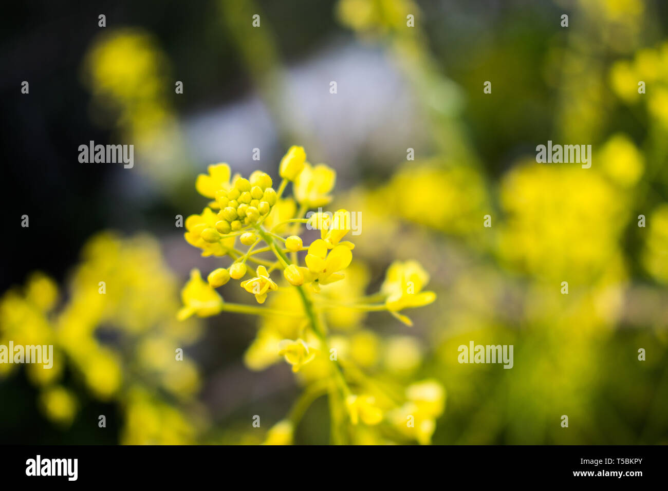 This is a capture of some flowers taken during spring 2019 in Lebanon ...