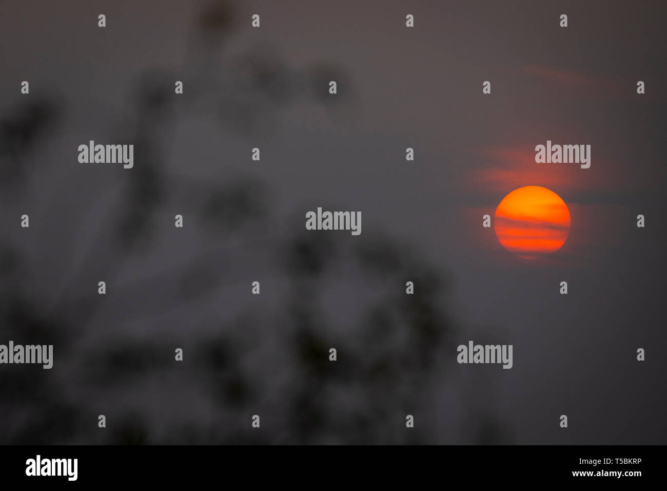 A hazy orange sun sets into cloud beyond unfocused leaves of a tree ...