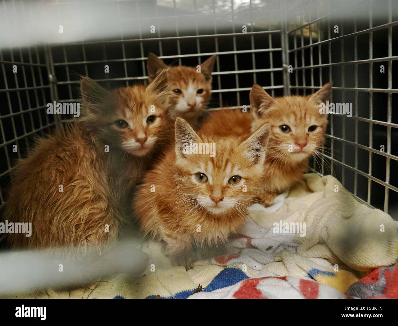 Dumped kittens hi-res stock photography and images - Alamy