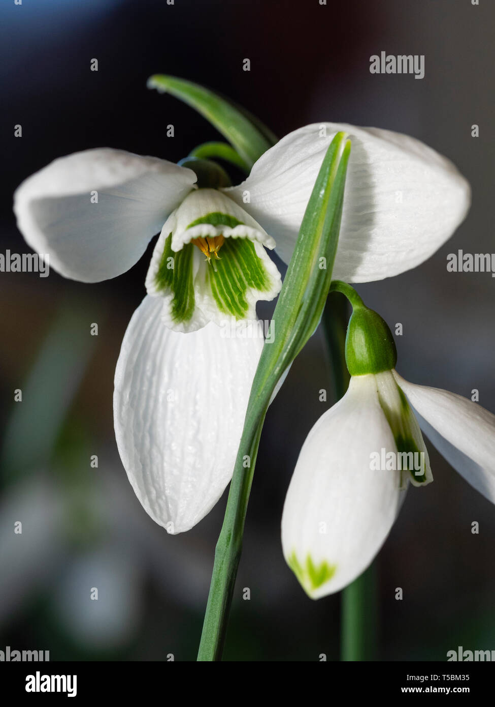 Flowers of the winter blooming snowdrop, Galanthus plicatus 'Trinity ...