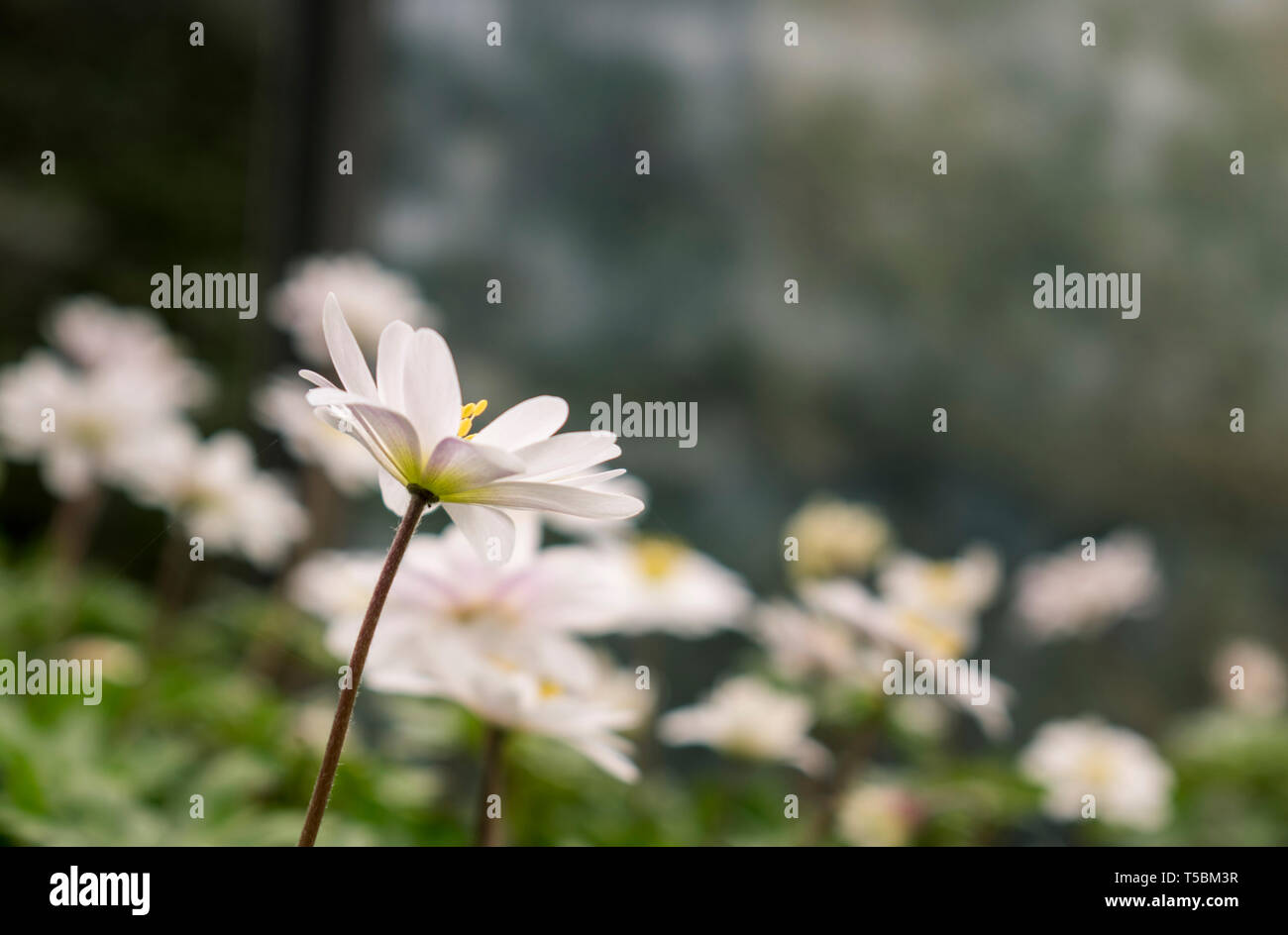 Stem flower opening hi-res stock photography and images - Alamy