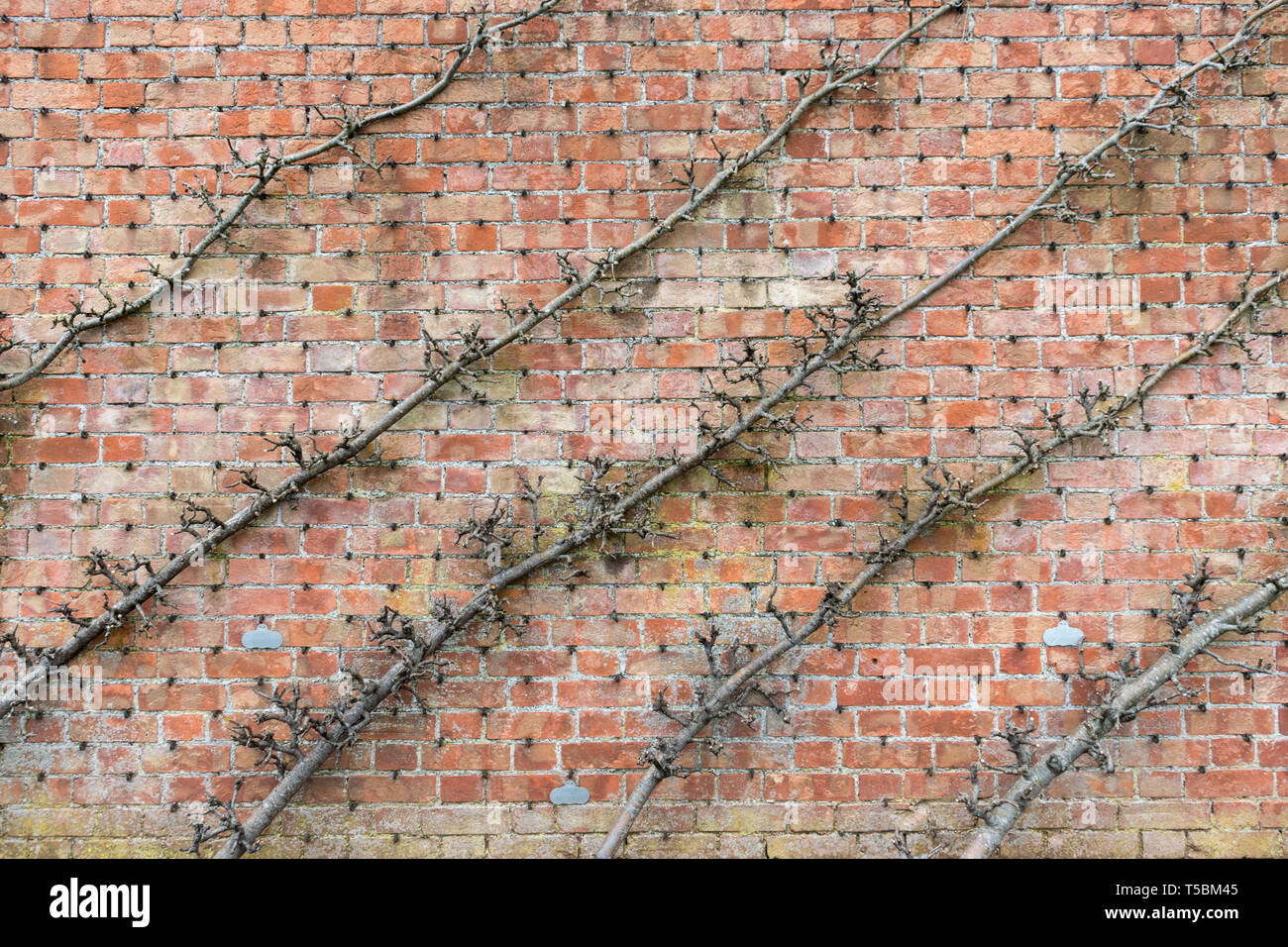 Fruit trees growing against wall hi-res stock photography and images ...