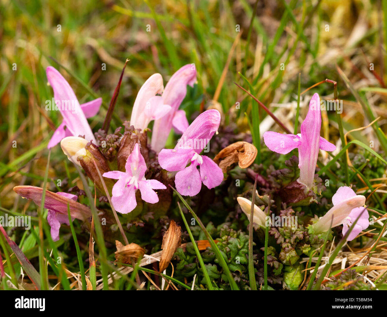 Lousewort, Pedicularis sylvatica, a semi-parasite of grasses, growing ...