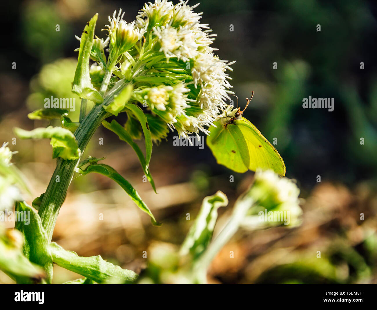 Nice yellow butterfly sit on white flower blossom Stock Photo - Alamy