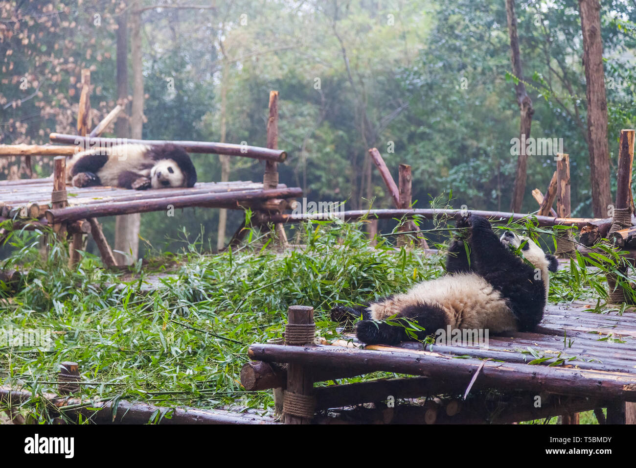 Giant Panda Breeding Research Base ,Chengdu, China Stock Photo - Alamy