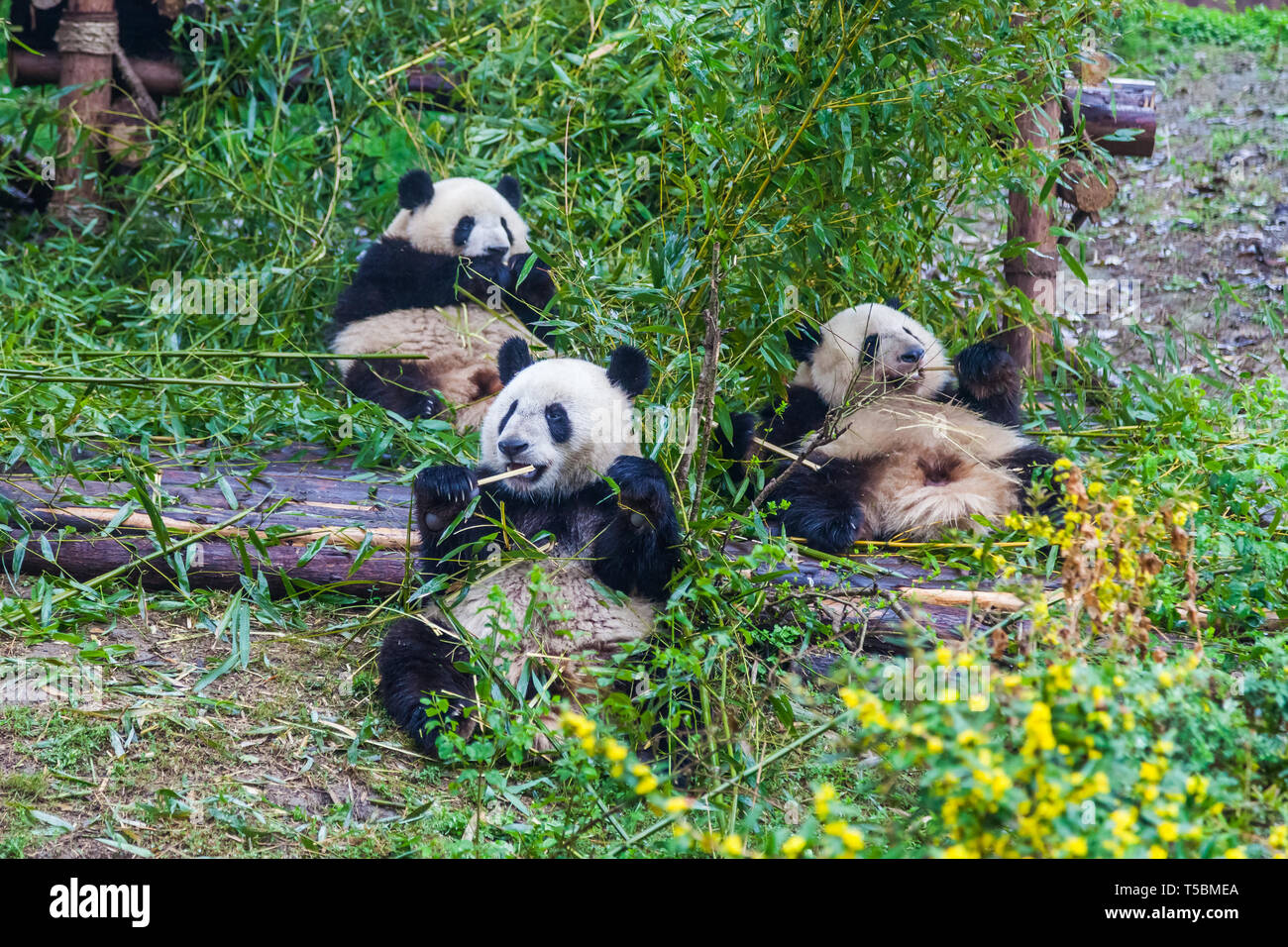 Giant Panda Breeding Research Base ,Chengdu, China Stock Photo - Alamy