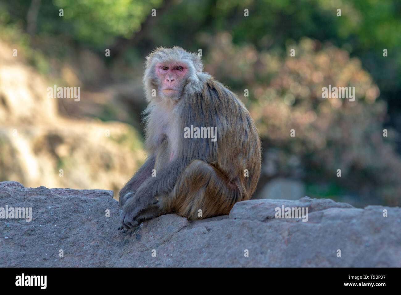 Bridge over bagmati river pashupatinath hi-res stock photography and ...